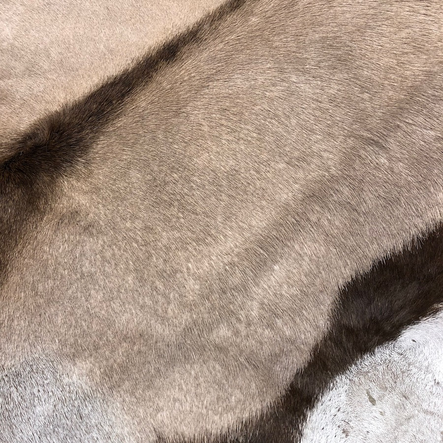 Genuine Gemsbok Hide | Hides of Excellence