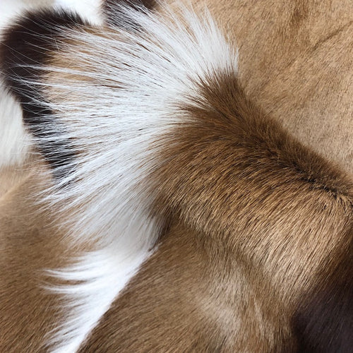 Springbok Hide Rug | Hides of Excellence